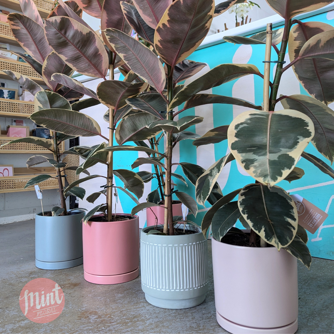 XL Ruby Pink Ficus Plant in Ceramic Pot — Mint Floral NZ